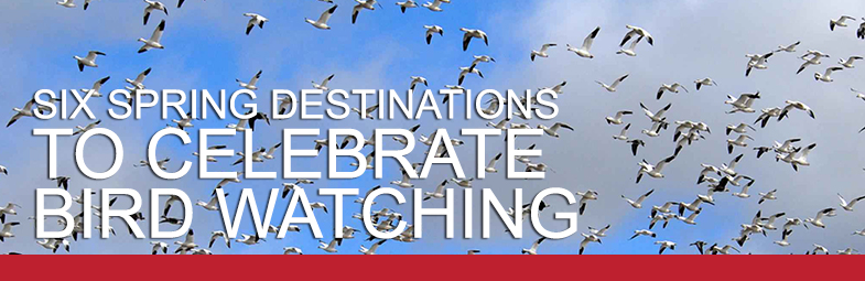 Six Spring Destinations to Celebrate Bird Watching | Coach-Net